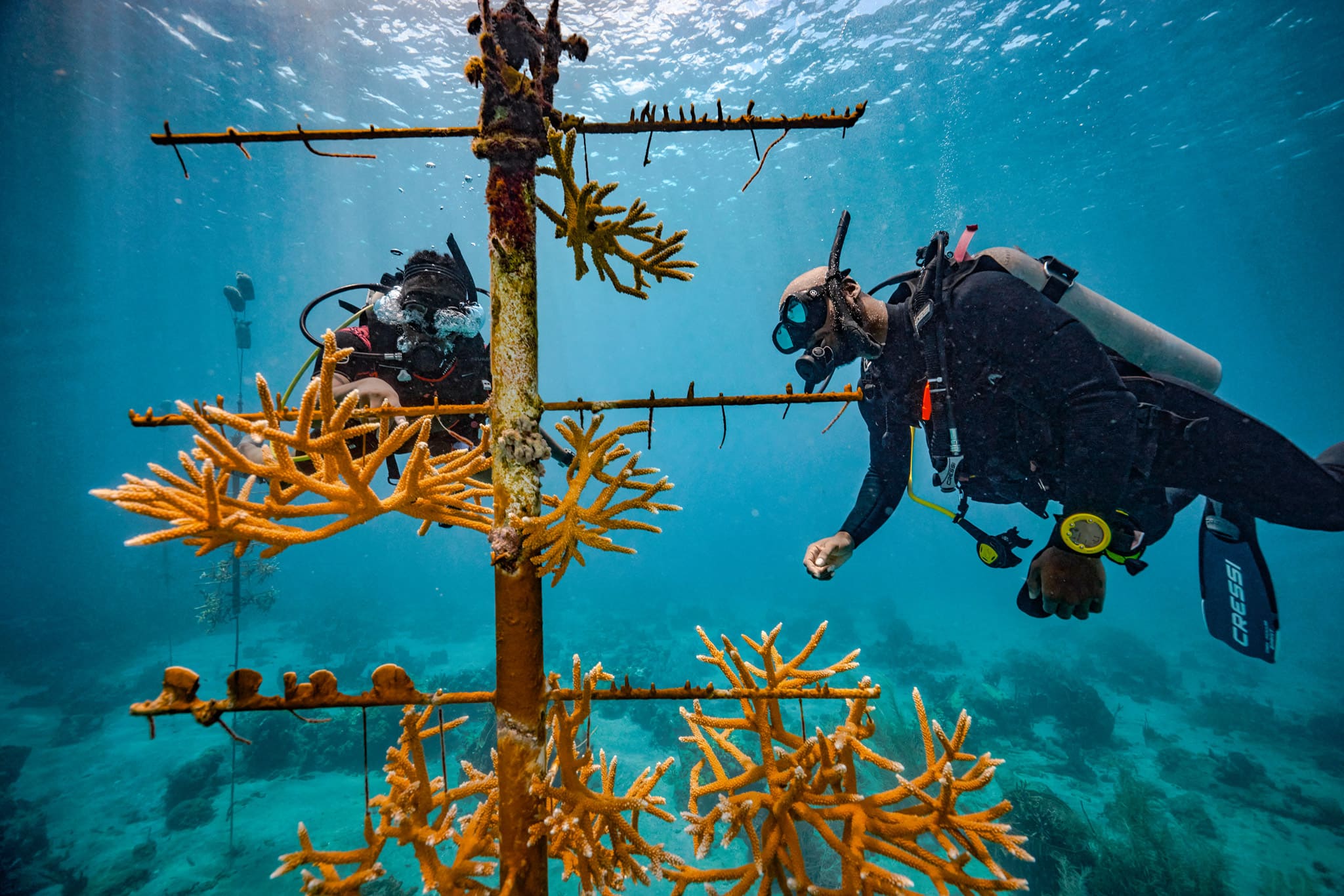 Coral Reef Conservation - Kalpitiya Diving Center