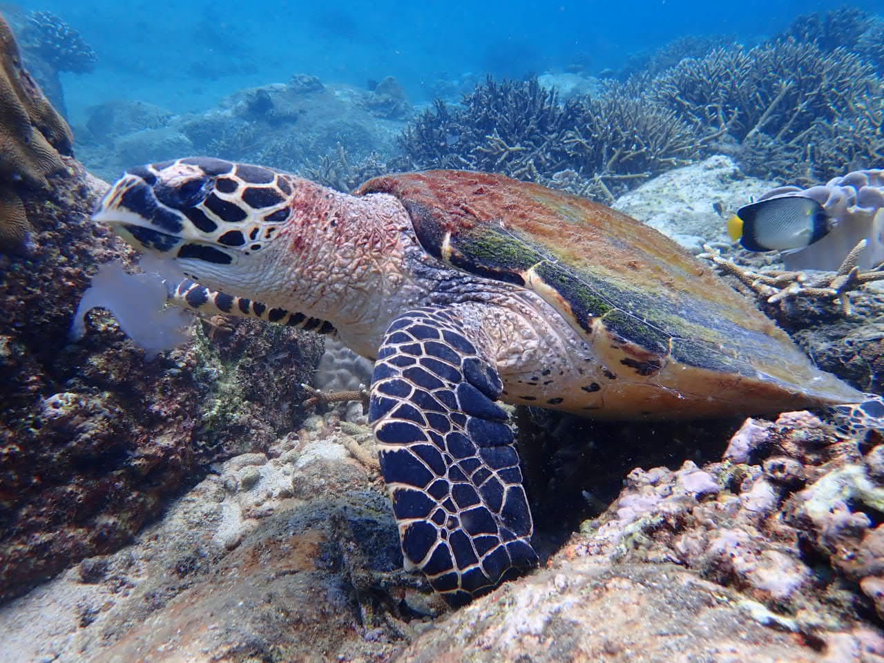 Fish Identification - Kalpitiya Diving Center